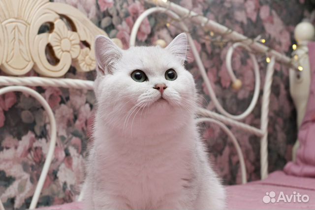 Британская шиншилла