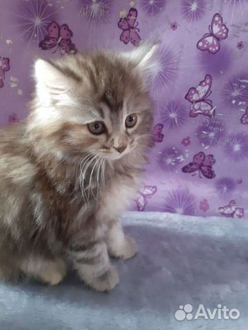 Курильские бобтейлы - национальное достояние Росси