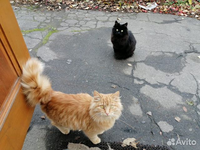 Котята брошенные на даче