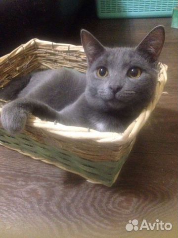 Котик подросток