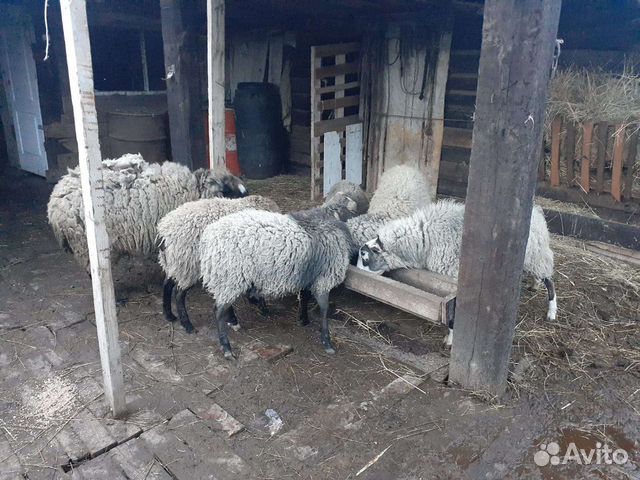 Овцы бараны ягнята