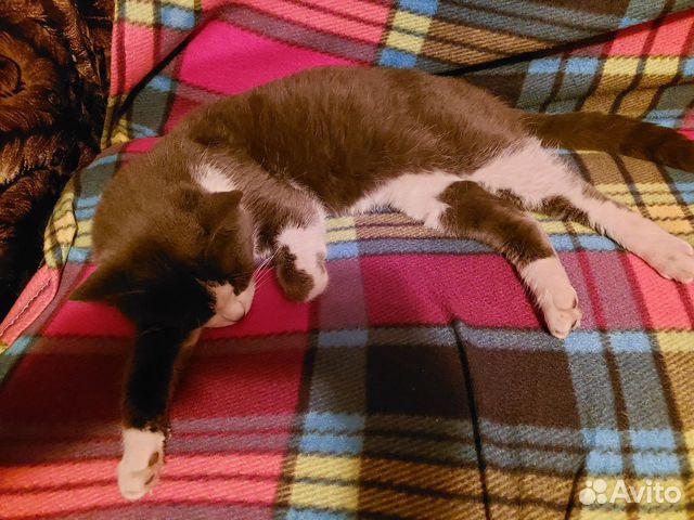 Ласковый Кот Кеша