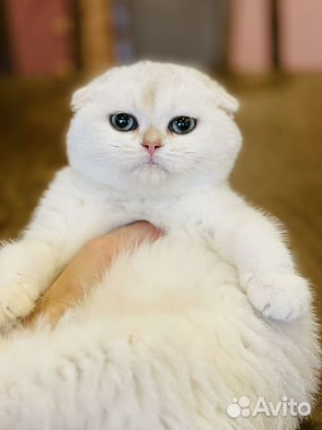 Девочка скоттиш-фолд серебристая шиншилла