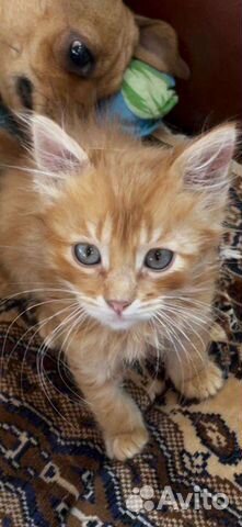 Котёнок Левушка