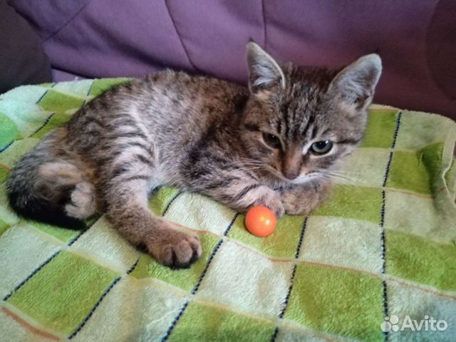 Котенок в дар бесплатно