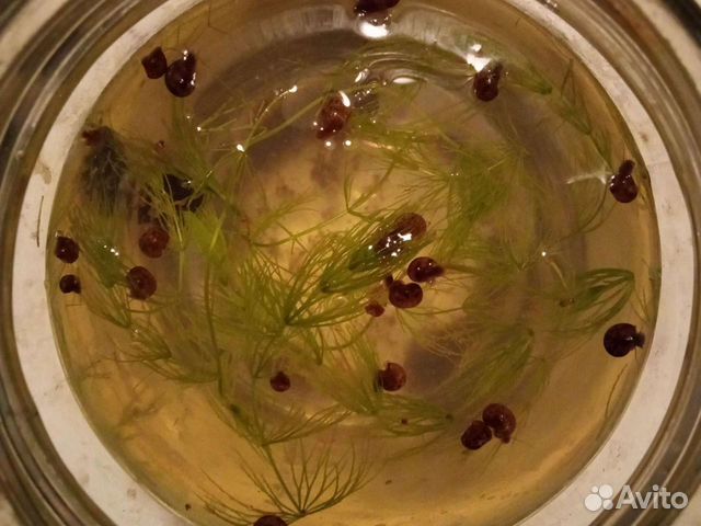 Улитята акаариумные