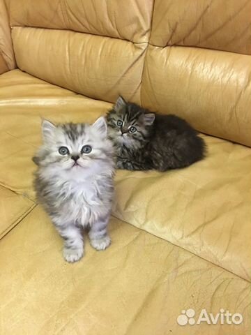 Котята британские