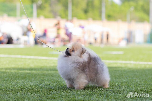 Шпиц той (очень маленький)