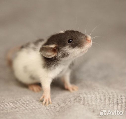 Крысенок девочка