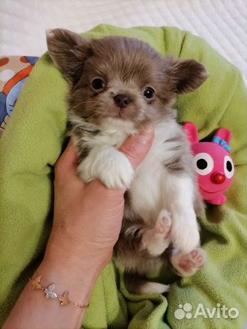 Новогоднее чудо,лиловый,длинношерстый малыш