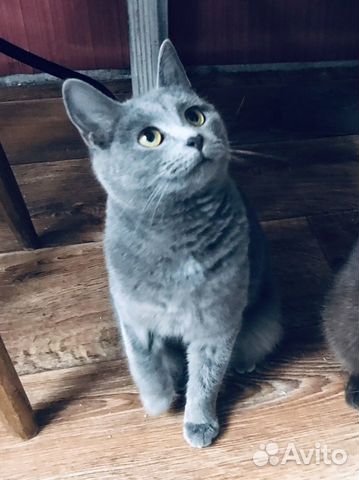 Кошка кошечка красотка