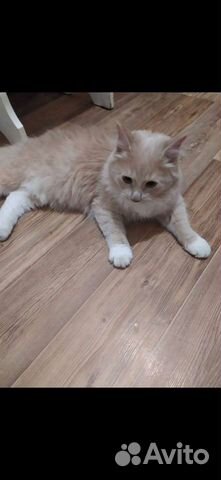 Кошки в добрые руки бесплатно