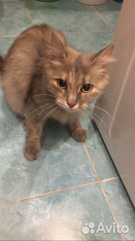 Потерялась кошка