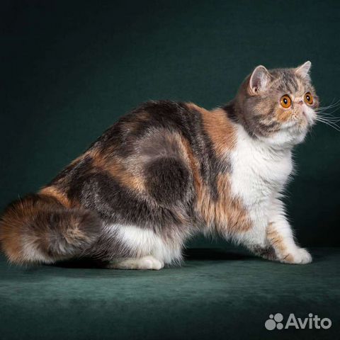 Экзотические котята