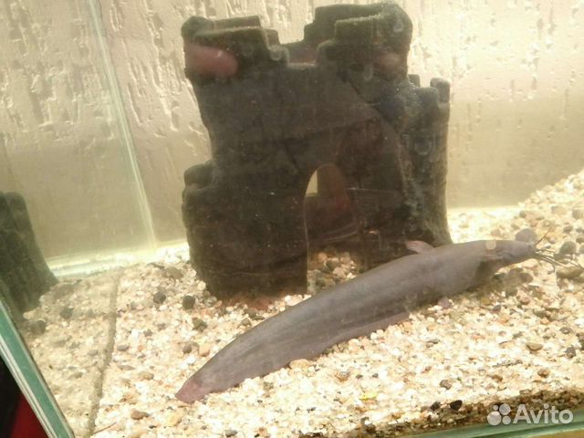 Мешкожаберный сом