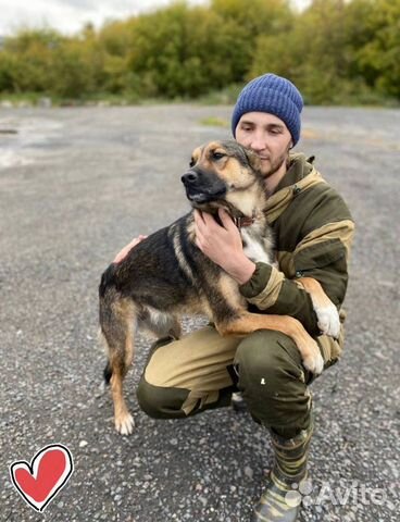 Ручная собачка Дина