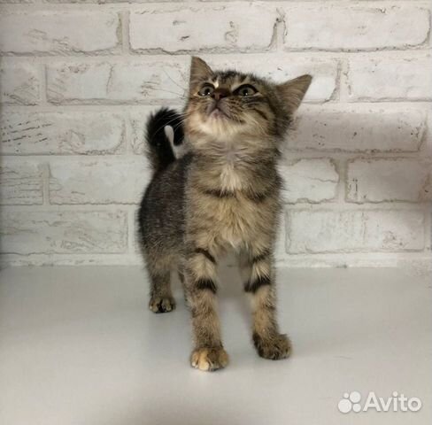 Котенок