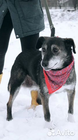 Плюша очень ждет хозяев