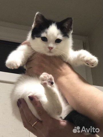 Кошечка Нюша в добрые руки