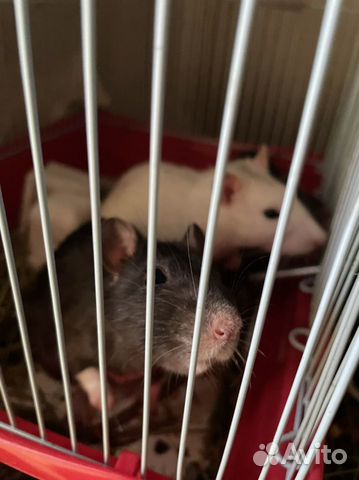 Крыски с клеткой