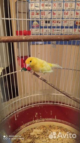 Канарейка самец