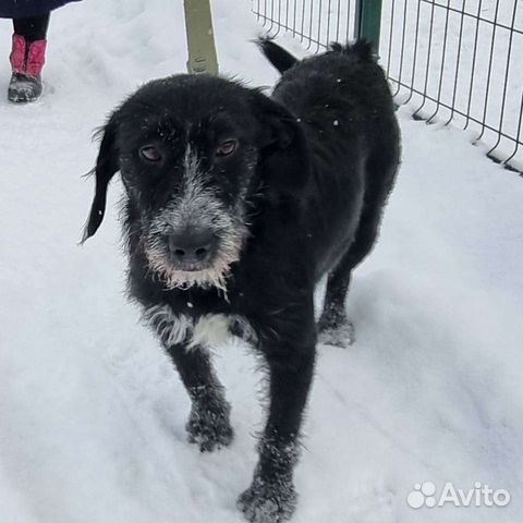 Терьеристая собачка в добрые руки
