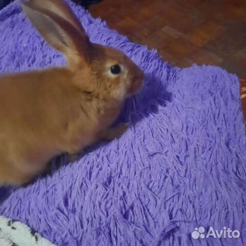 Ручной кролик