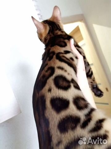 Бенгальская красотка