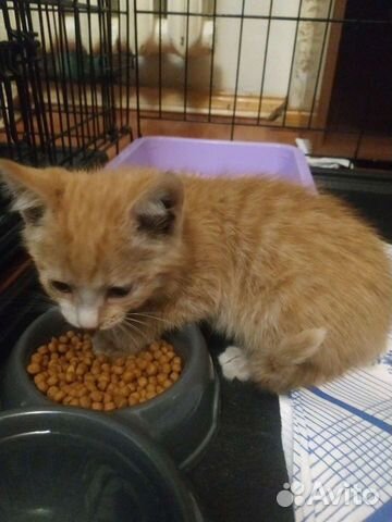 Рыжий котенок 1,5 месяца