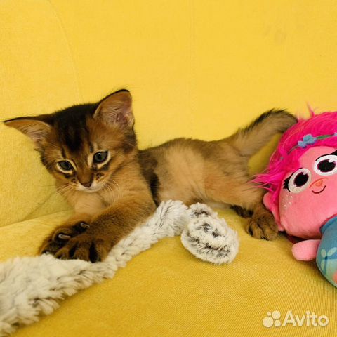 Сомалийская кошка