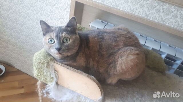 Лаванда в добрые руки. Доставка