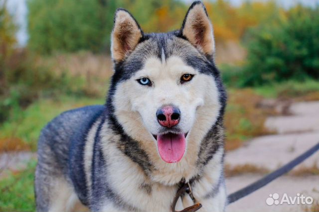 Хаски Корт бесплатно