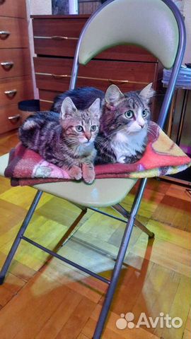 Котёнок