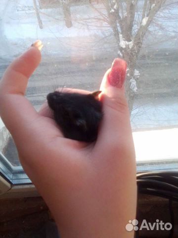 Песчанка