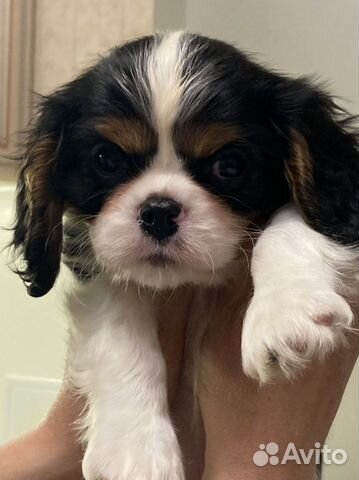Кавалер Кинг Чарльз спаниель