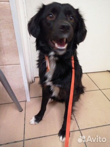 Небольшой песик Павлик 1 год