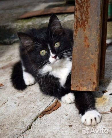 Черно-белый ласковый котёнок Кристиан