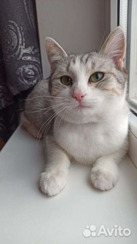 Кошка Муся 5 мес, в добрые руки, без передних когт