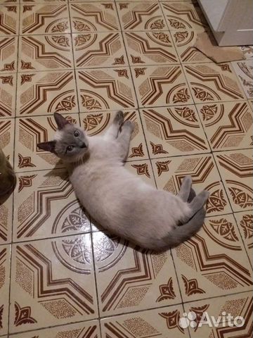 Сиамские котята