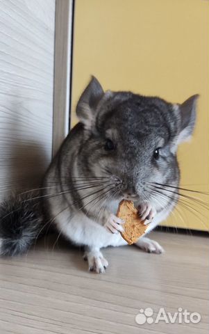Шиншилла девочка