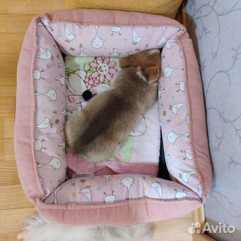 Щенок вельш корги пемброк