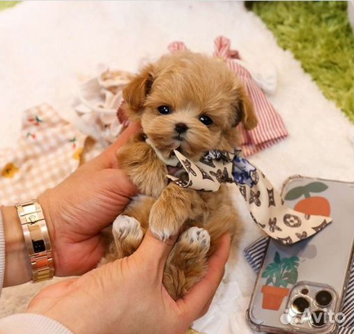 Мальтипу Микро Девочка из Кореи