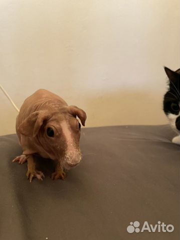 Вязка Морская свинка