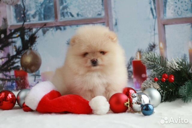 Померанский шпиц