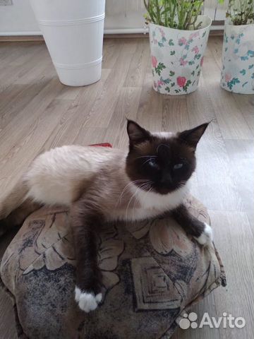 Котенок (9 месяцев) в дар. Мультик. Спокойный. Лас