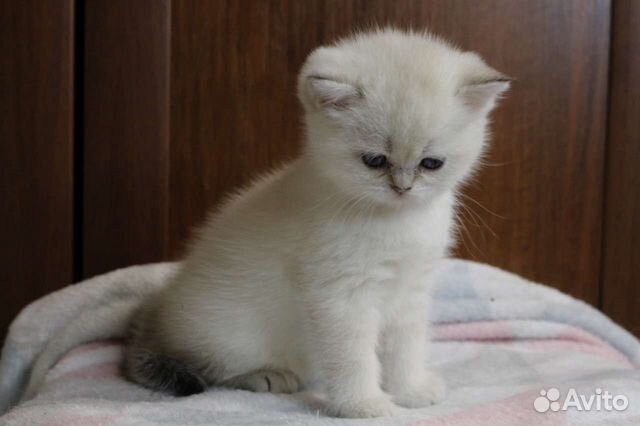 Британская кошка шиншилла