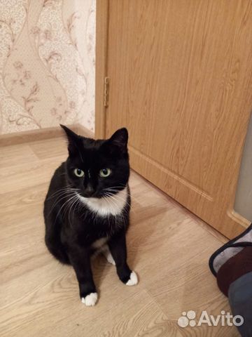 Кошка