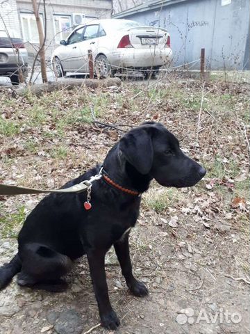 Собаки бесплатно в добрые руки