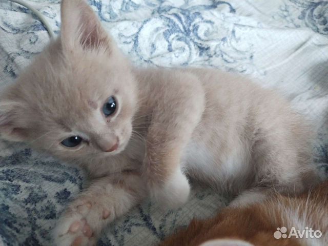 Отдам котенка в добрые руки