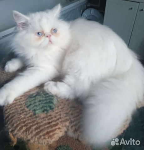 Персидские котята
